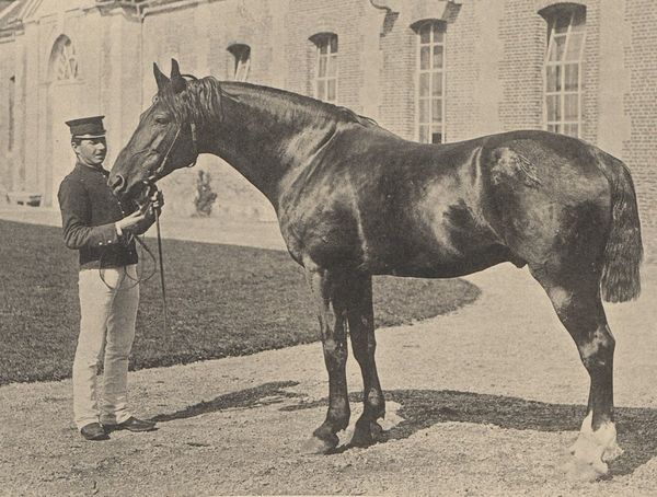 アングロ・ノルマン(Anglo-norman) | 水鳥や雉類の飼い方や知識